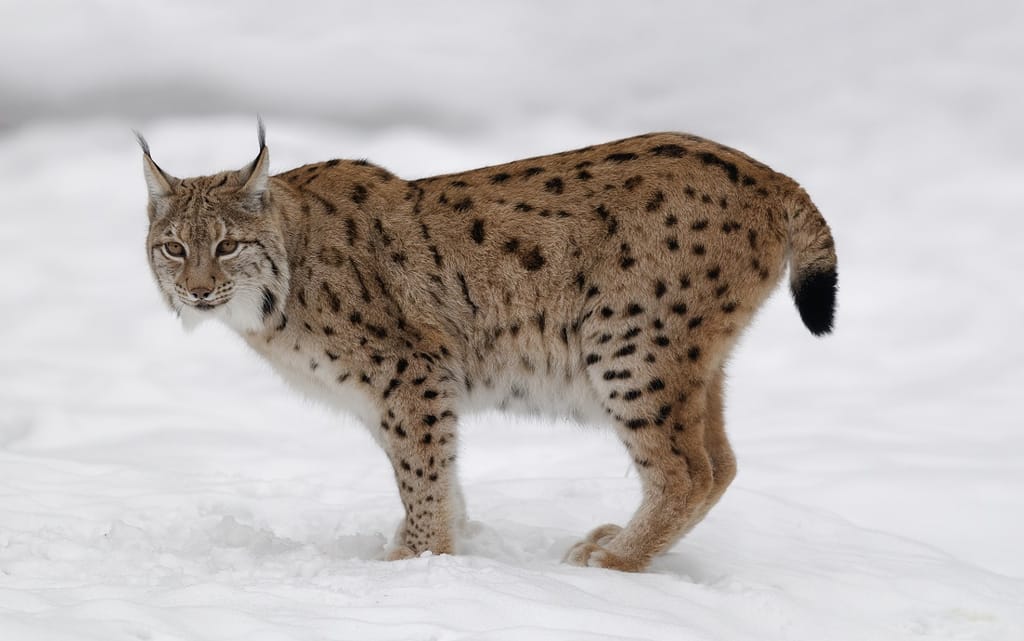 Wildlife Reintroduction Debate: Young Brits and Irish on Lynx, Wolves
