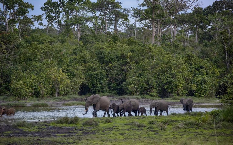 Biodiversity Decline: Sub-Saharan Africa Loses 24% Since Pre-Industrial Era