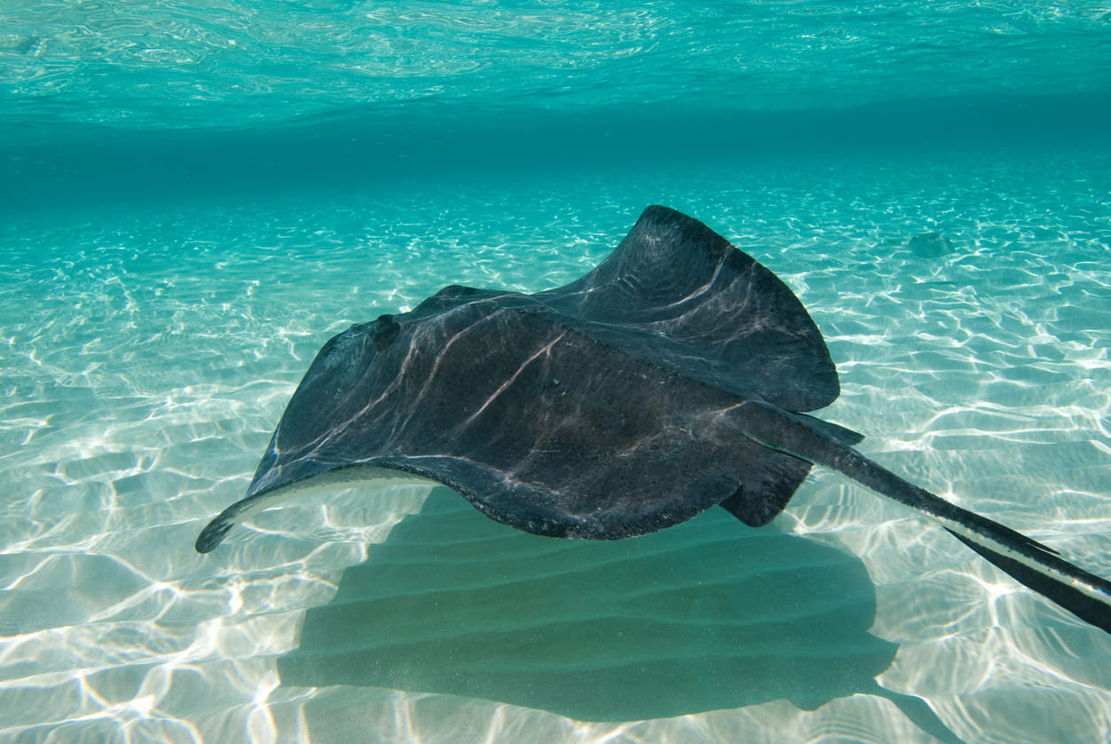 Stingray Diet Study: Prawn Preference Revealed in New Research