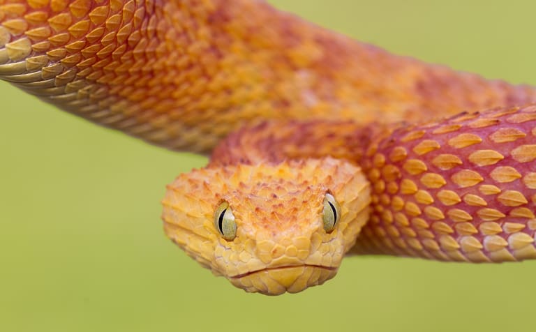 Climate Crisis: Extreme Heat and Land Use Threaten 8,000 Species