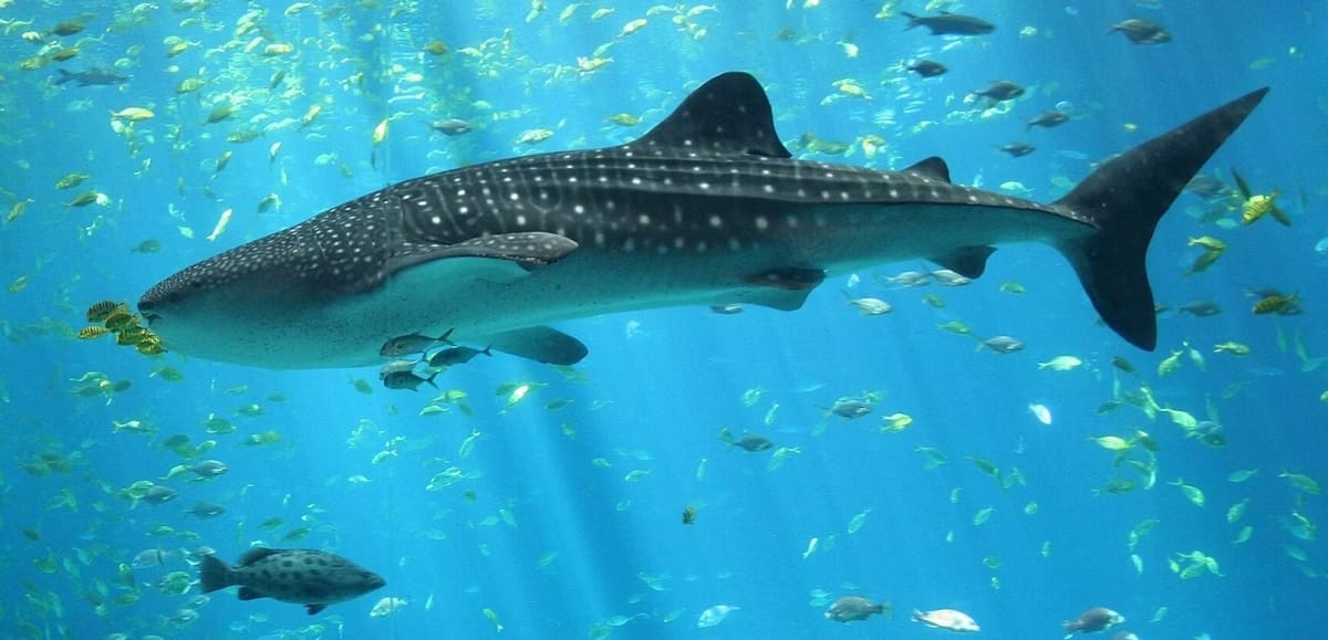 Marine Conservation Win: New Trade Limits Protect 70+ Shark and Ray Species