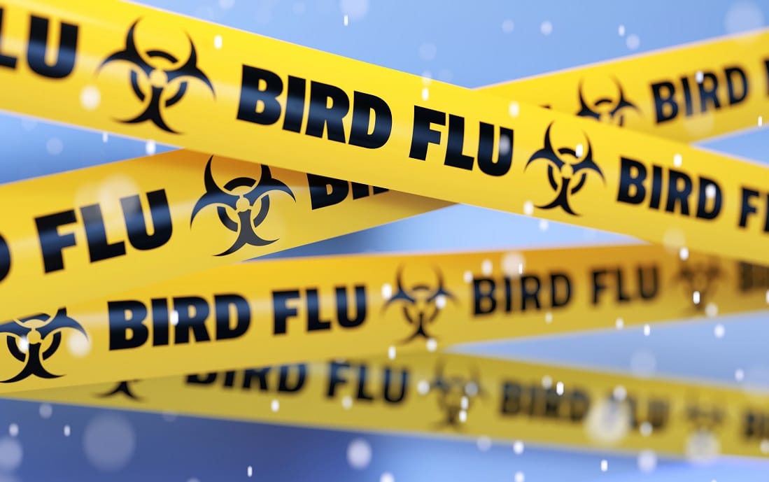 Bird Flu Alert: Ignoring Warnings Could Lead to Pandemic Repeat