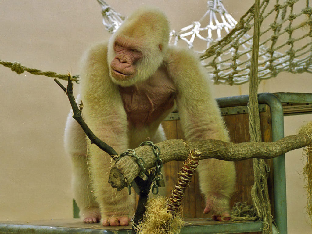 Urgent Action: End Illegal Trade to Save Endangered Great Apes