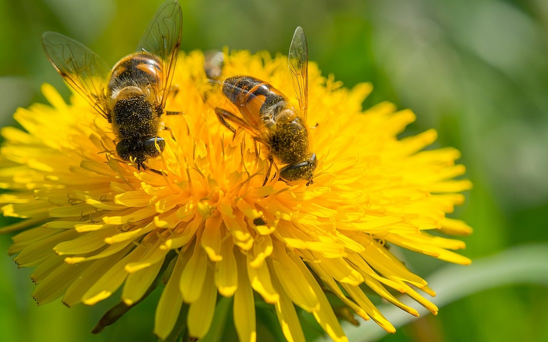 Biodiversity 2025: Key Developments and the Launch of the Cali Fund