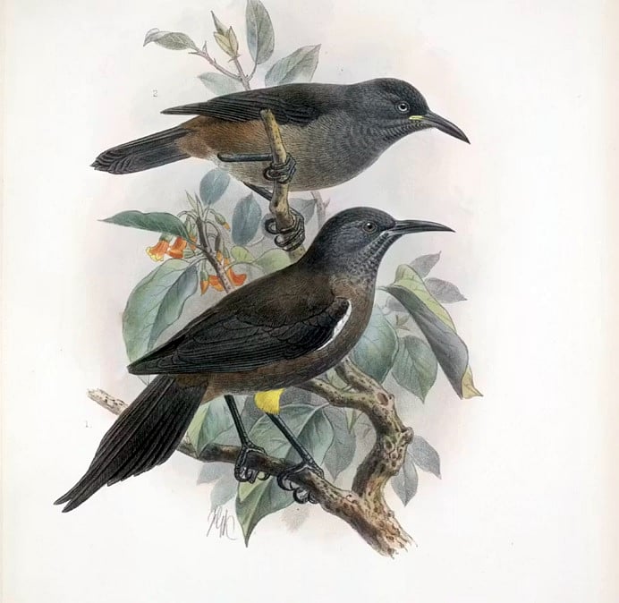 Extinction Crisis: Losing Species, Knowledge, and Cultural Heritage