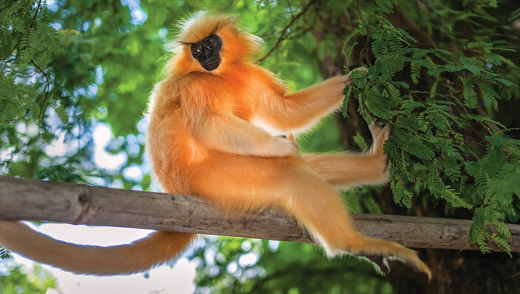 Assam's Golden Langur: A Rare Primate's Struggle for Survival