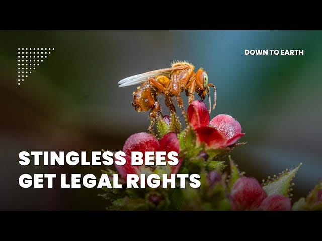 Stingless Bees in Peru: First Insects to Gain Legal Rights