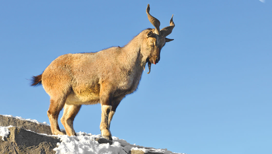 Kashmir Markhor Faces Extinction: Conservation Efforts in the Himalayas