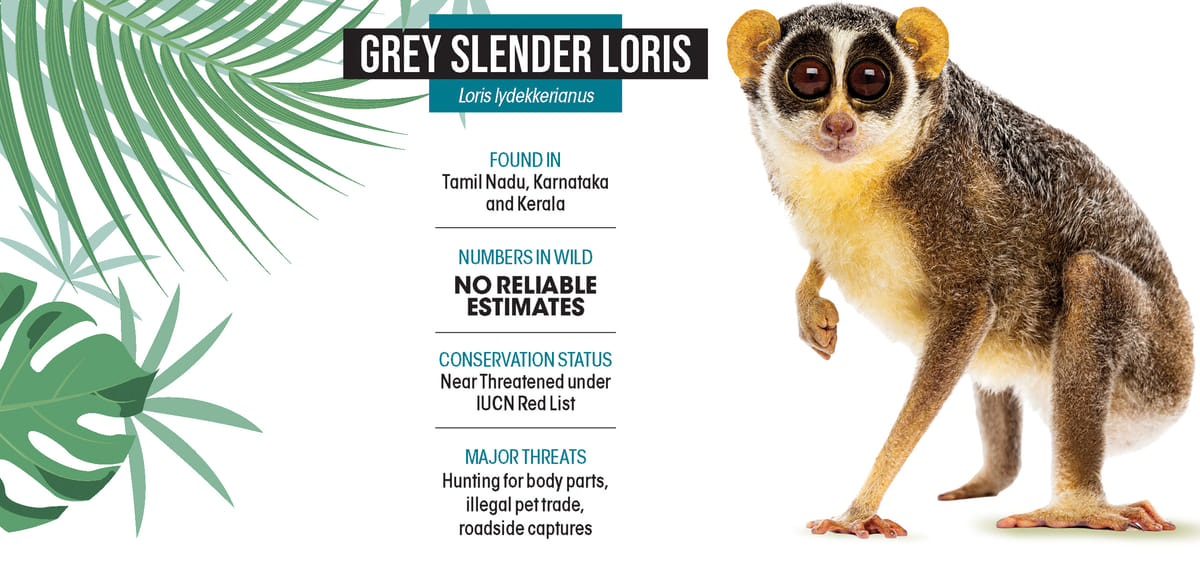 Saving the Grey Slender Loris: Conservation Efforts in the Western Ghats