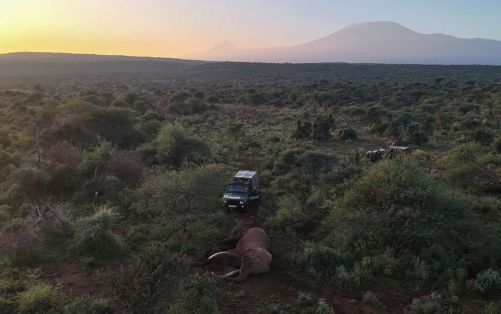 Craig's Legacy: The Impact of His Death on Elephant Conservation in Africa