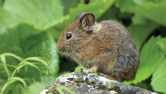 Royle’s Pika: The Himalayan Sentinel of Climate Change