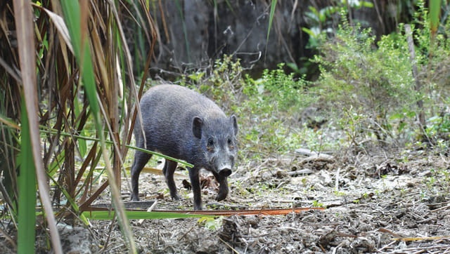 Saving the Pygmy Hog: Conservation Efforts in Assam's Grasslands