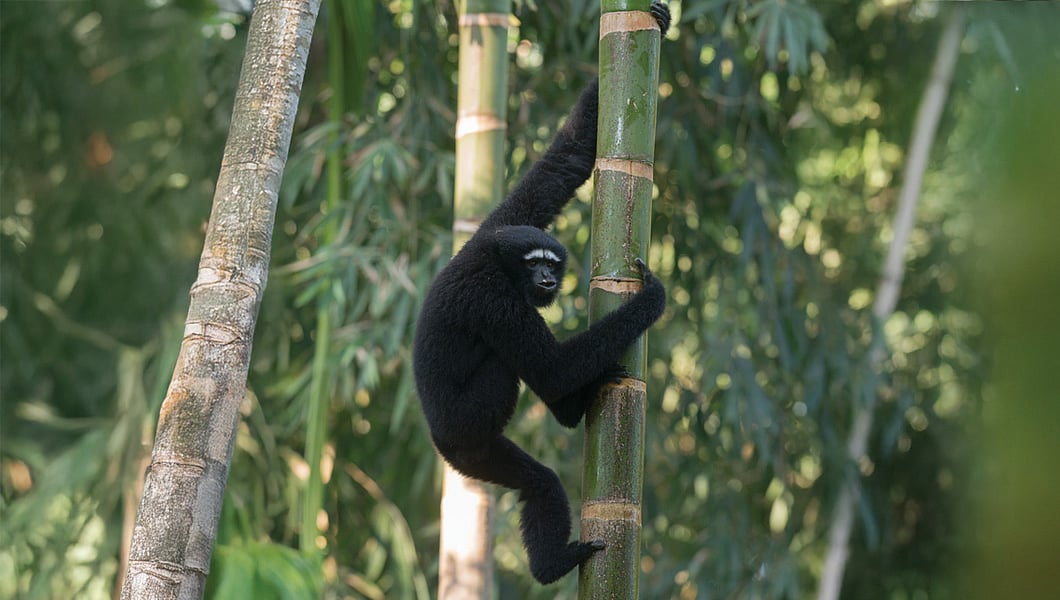 The Western Hoolock Gibbon: Assam's Primate Neighbor and Conservation Icon