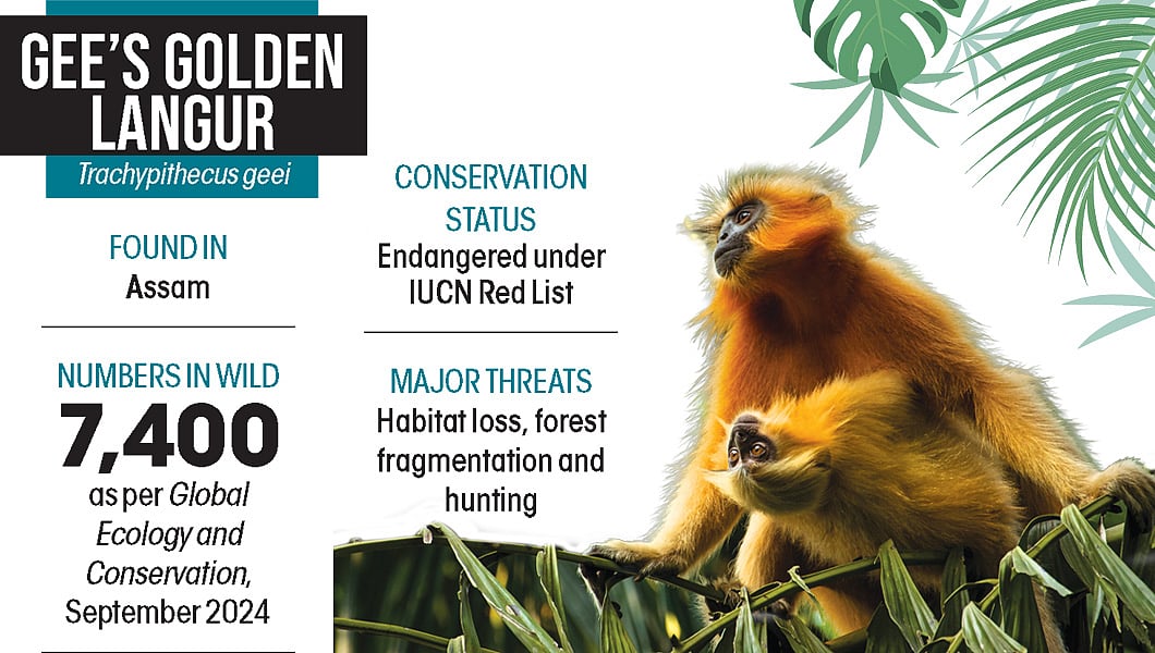 Assam's Golden Langur: A Rare Primate's Struggle for Survival
