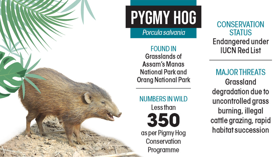 Pygmy Hog |ForumIAS