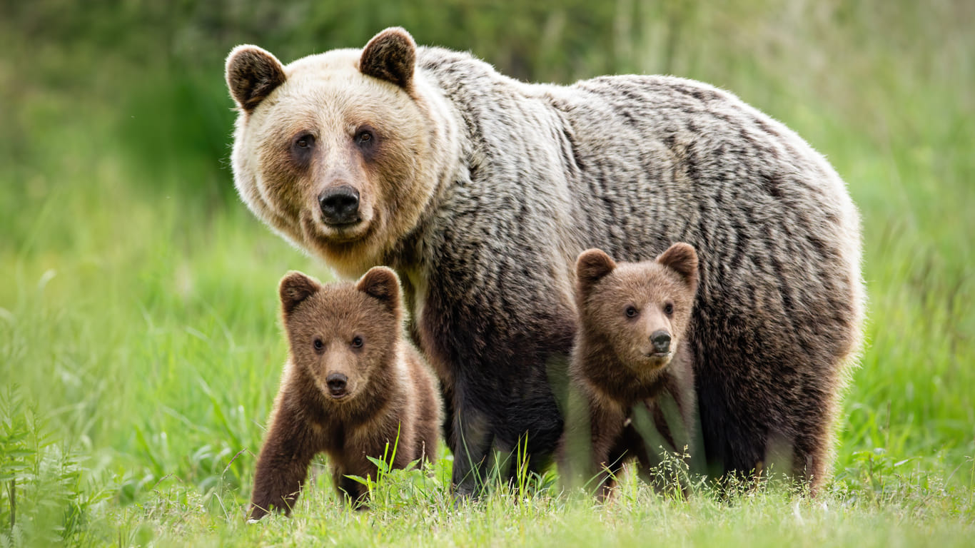 Facial Recognition for Bears: A New Tool for Wildlife Management