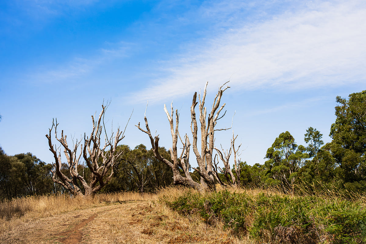 Rising Tree Deaths in Australian Forests Linked to Climate Stress ...