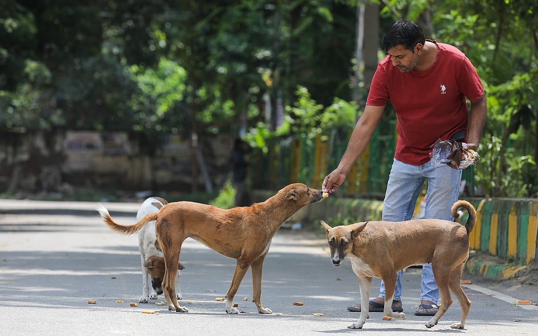 India's Street Dogs: From Village Scavengers to Urban Territory Defenders