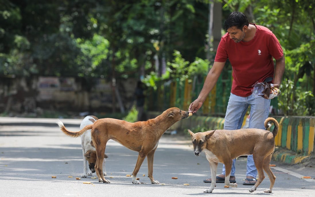 India's Street Dogs: From Village Scavengers to Urban Territory Defenders