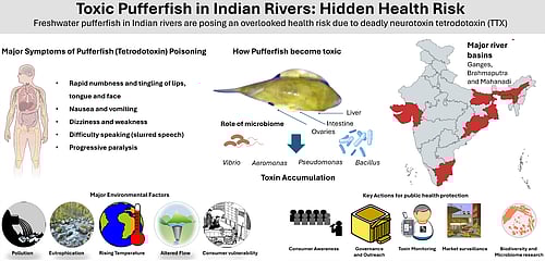 India's First Pufferfish Poisoning Case Highlights Hidden Riverine ...