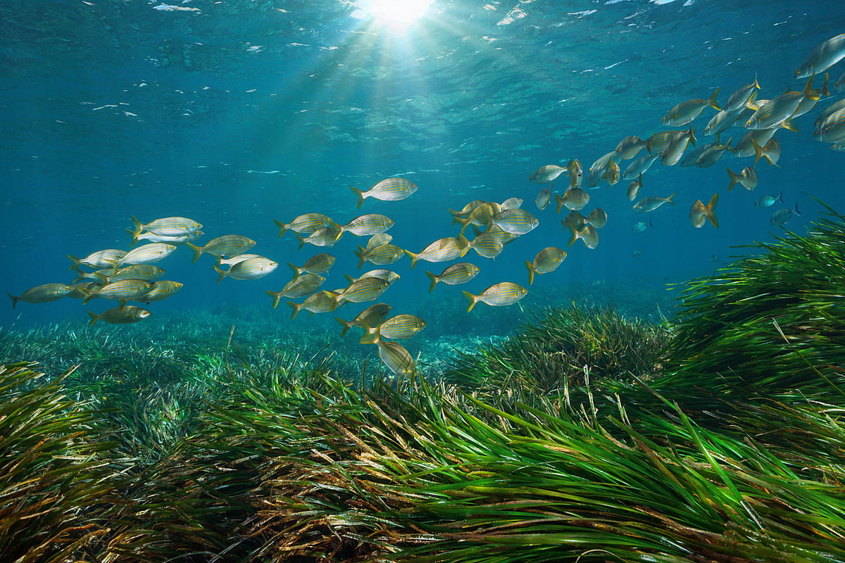 Seagrass Meadows: Vital for Health and Environment, Yet Rapidly ...
