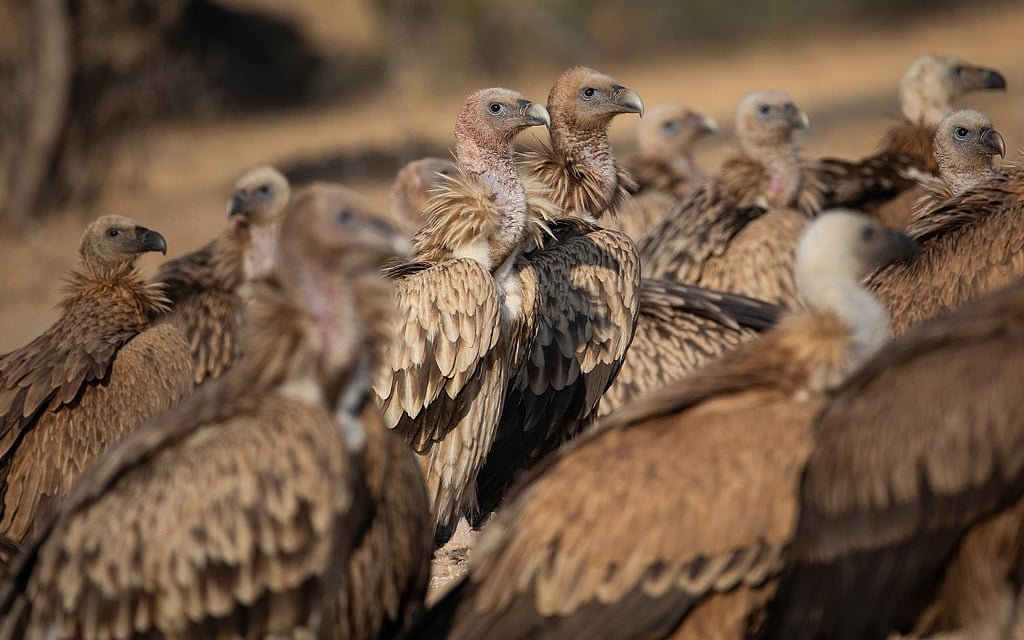 Vultures Migrate South to Rajasthan: A Winter Refuge Amidst Threats