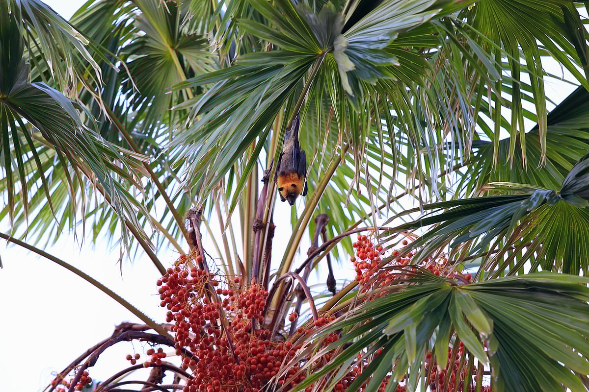 Nipah Virus Source in West Bengal Unclear: Investigators Probe ...