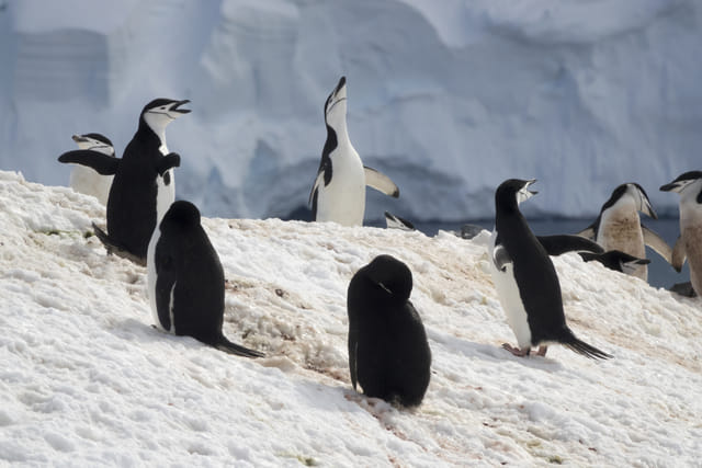 Antarctic Penguins Breeding Earlier Due to Rapid Climate Change