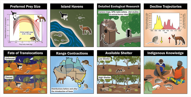 Feral Cats and Foxes: Key Drivers of Australian Mammal Extinctions