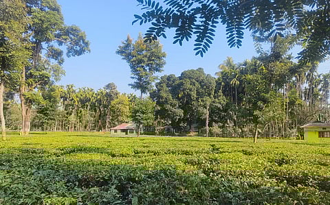 Year-Round Human-Leopard Conflict in North Bengal: Causes and Consequences