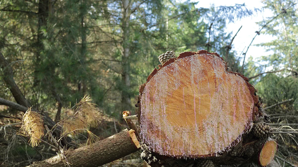 India's Paper Industry Gains Forest Access: A New Era for Domestic Mills