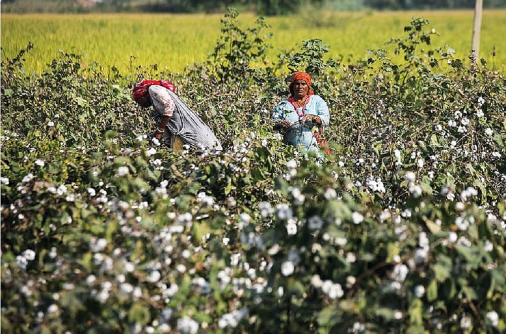 Cotton Productivity Mission: A Year Later, Still Just a Promise?