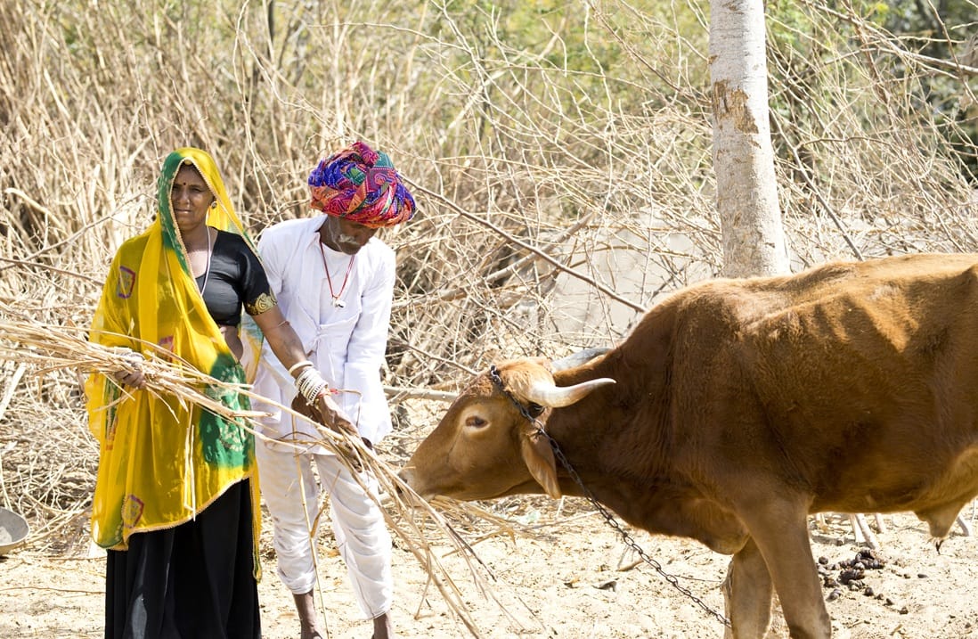 India Opens Market for US Farm Imports in New Trade Deal