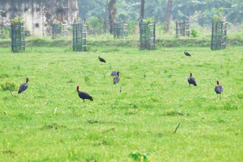 Reviving Pusa's Avian Legacy: Insights from Colonial Bird Records for ...