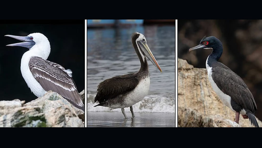 How Seabird Guano Powered the Rise of the Chincha Indians in Pre-Inca Peru