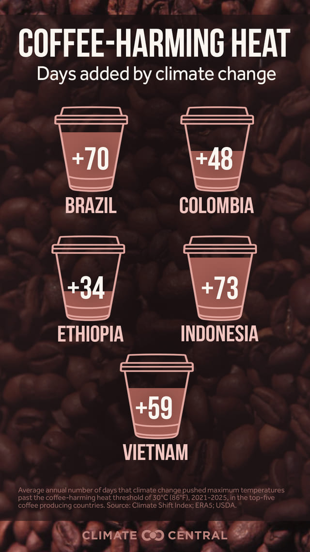 Climate Change Threatens Coffee Production with 47 Extra Hot Days Annually