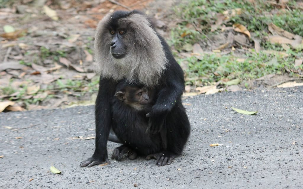 Lion-Tailed Macaques Show Unexpected Resilience in Fragmented Habitats