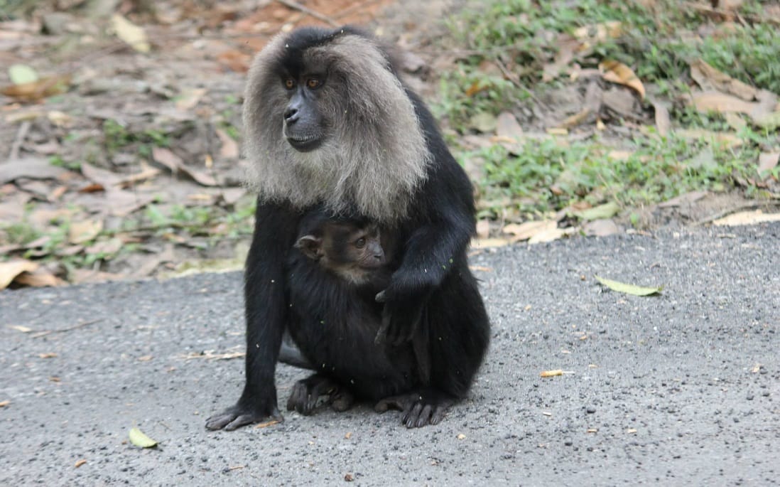 Lion-Tailed Macaques Show Unexpected Resilience in Fragmented Habitats