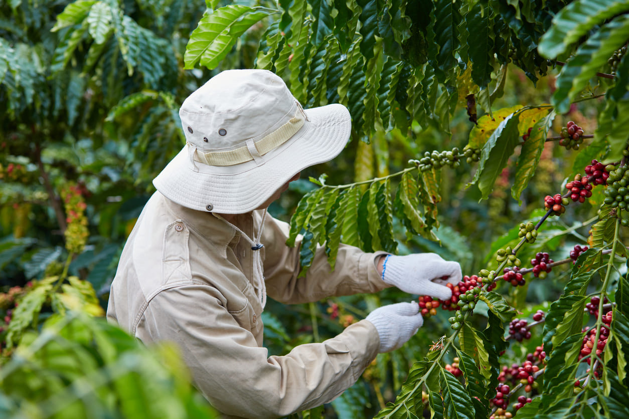 Climate Change Threatens Coffee Production with 47 Extra Hot Days Annually