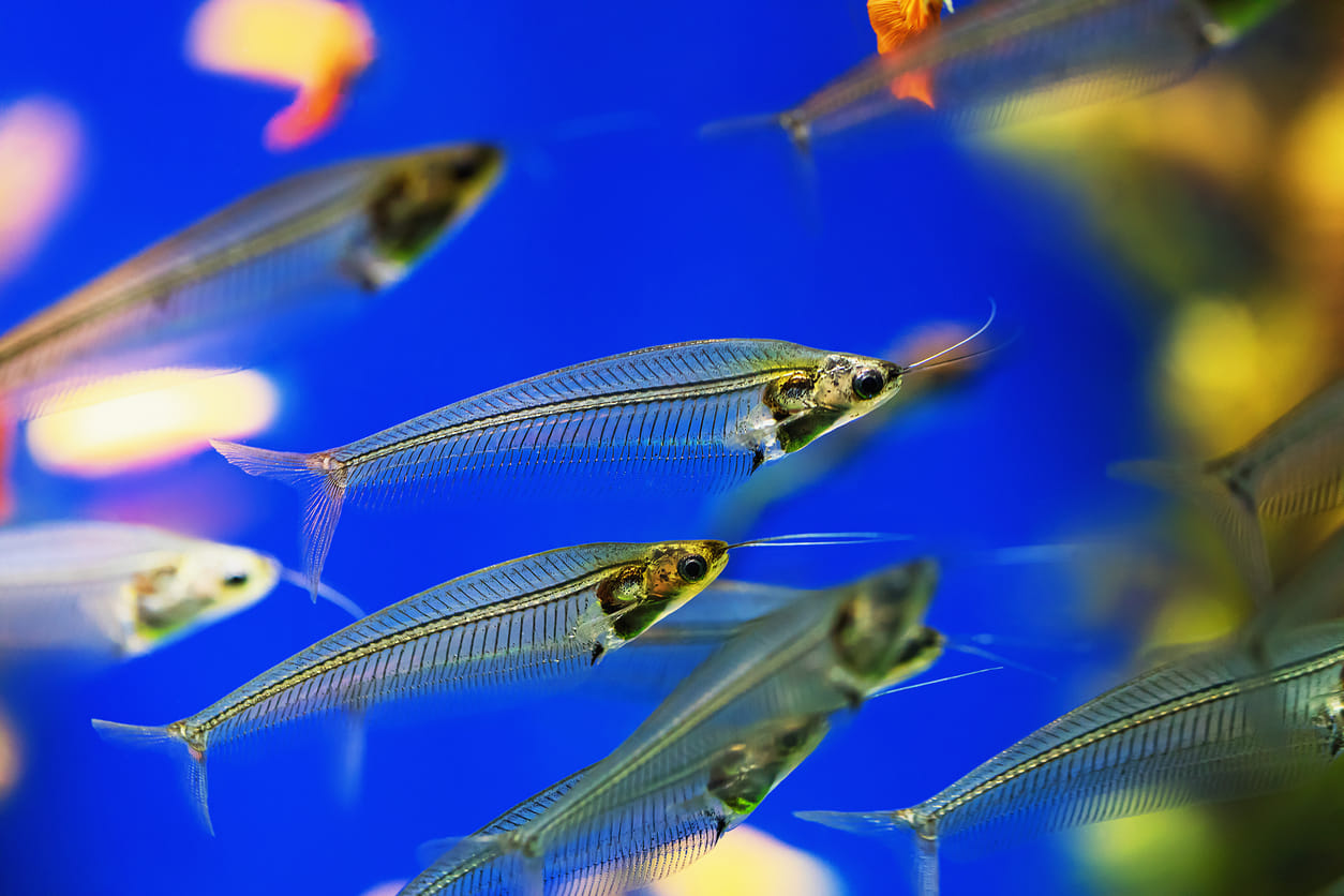 Fish Hovering: A Surprisingly Energetic Feat Revealed by New Study