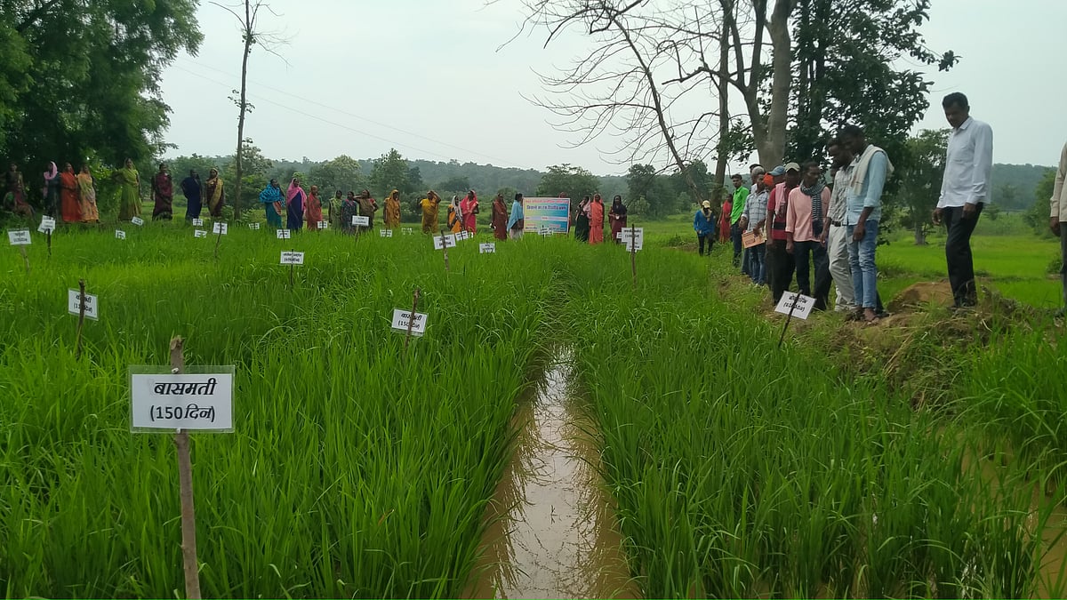 Community-Led Seed Revival Transforms Indian Agriculture: A Journey to ...