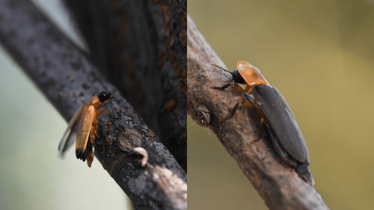 India's First Firefly Checklist Reveals 92 Species, Highlights ...
