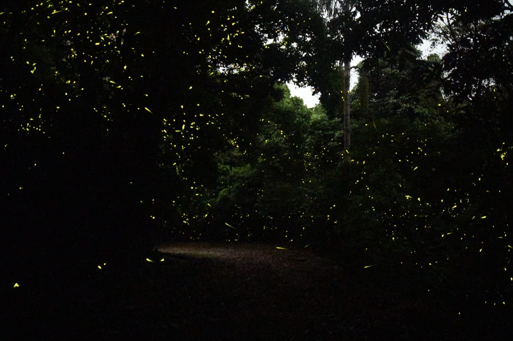 India's First Firefly Checklist Reveals 92 Species, Highlights ...