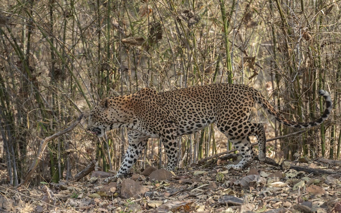 Maharashtra's Leopard Reclassification Sparks Conservation Concerns