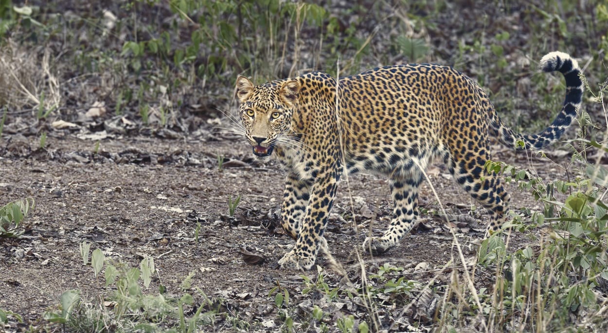 Maharashtra's Leopard Reclassification Sparks Conservation Debate