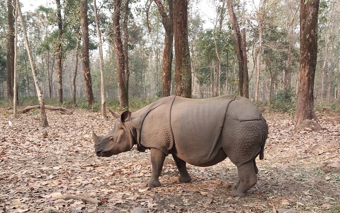 How Climate Change is Increasing Rhino Poaching Risks: Expert Insights
