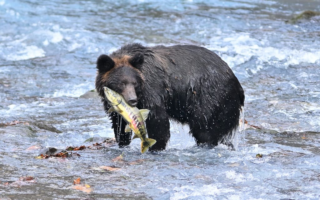Climate Change Threatens Japanese Chum Salmon Habitat: Study