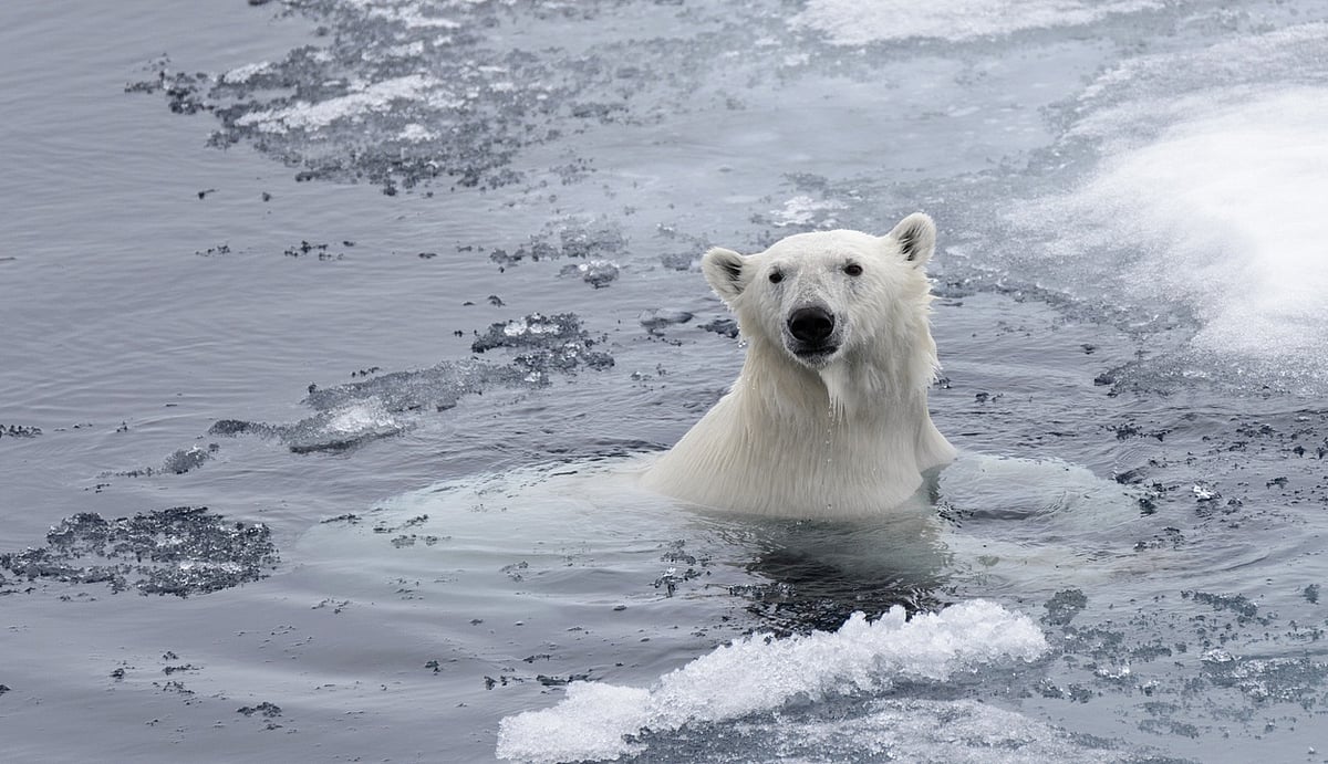 Seals Risk Polar Bear Encounters for Diverse Diets Amid Climate Change ...