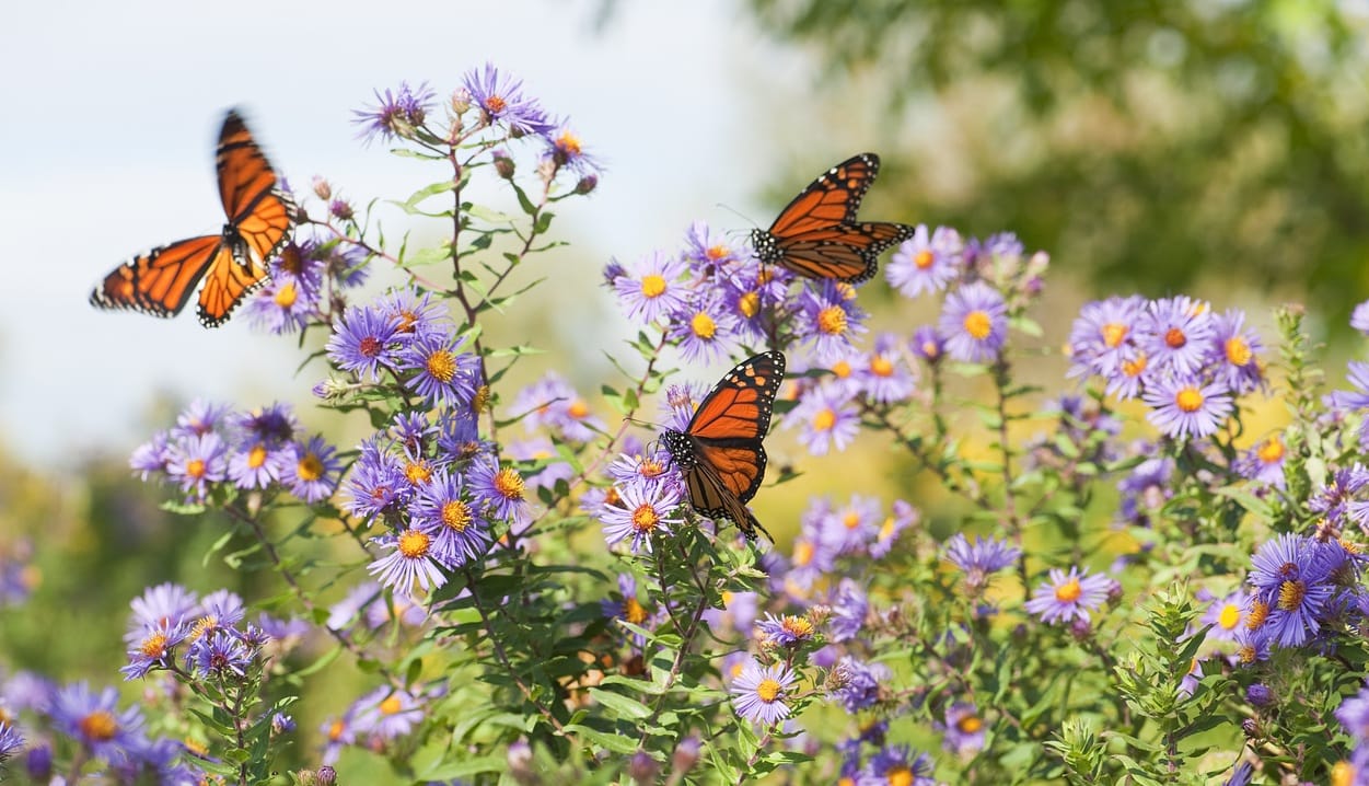 Monarch Butterfly Population in Mexico Sees 64% Surge in 2025-2026