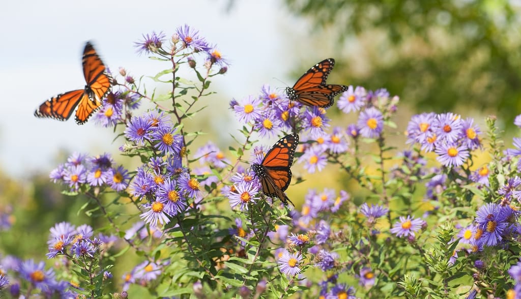 Monarch Butterfly Population in Mexico Sees 64% Surge in 2025-2026